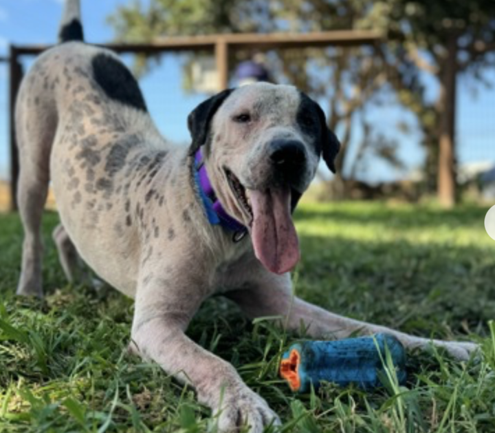 Maui Humane Society’s Pet of the Week: Meet Rell Sun | News, Sports ...